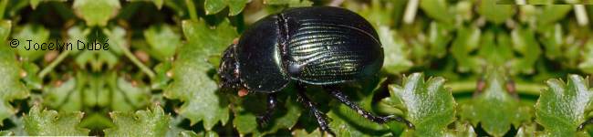 Géotrupes - Famille Geotrupidae
