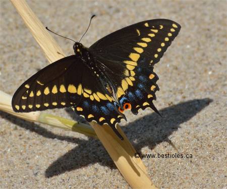 Le papillon du céleri - Papilio polyxenes