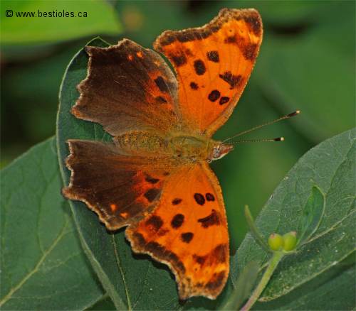 Le papillon polygone